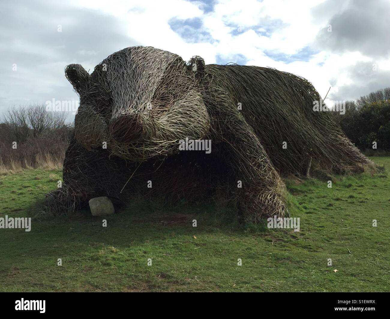 Giant badger hi-res stock photography and images - Alamy
