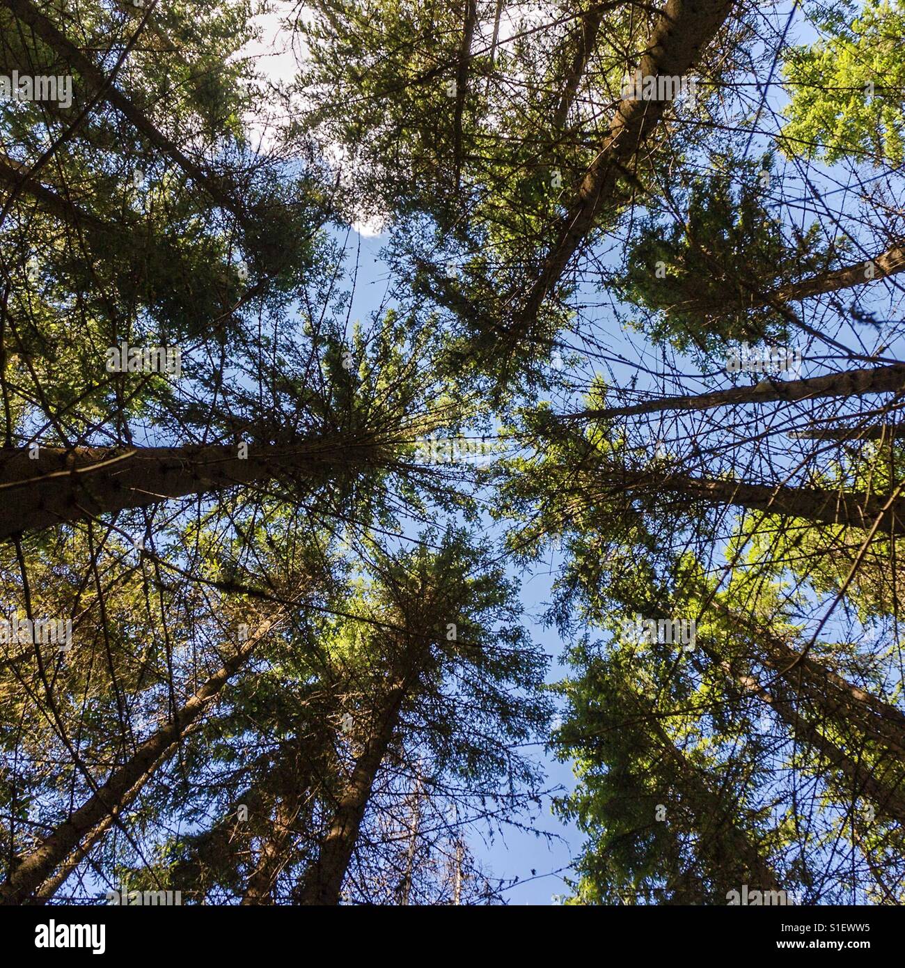 Reaching up to sky hi-res stock photography and images - Alamy