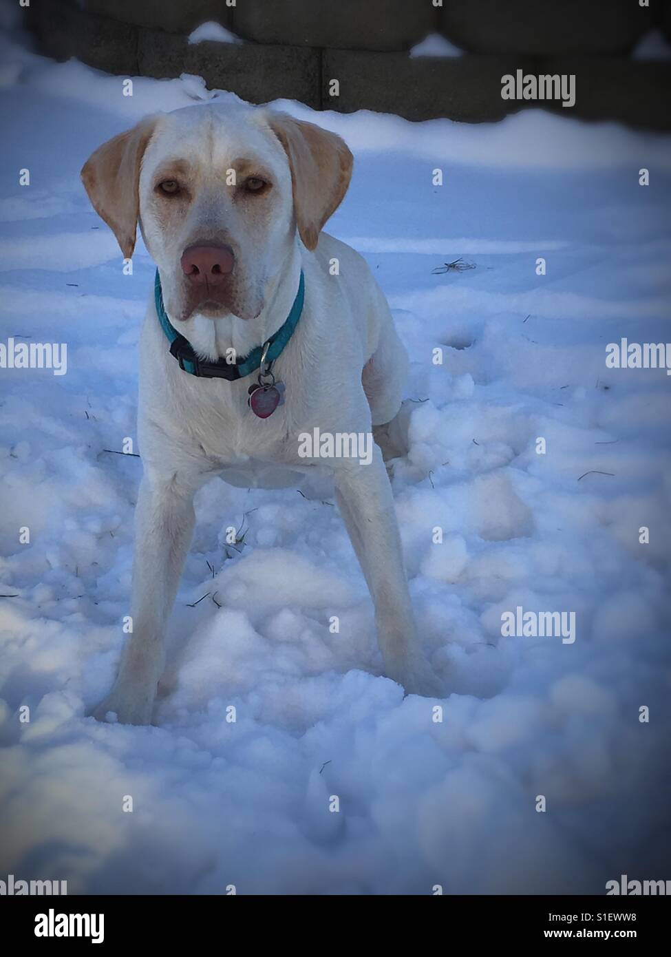 Dog in snow Stock Photo - Alamy