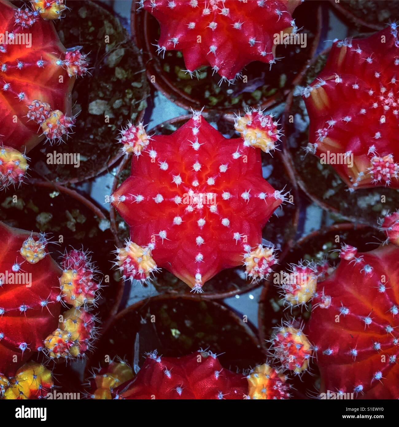A group of cactus plant arranged symmetrically Stock Photo - Alamy