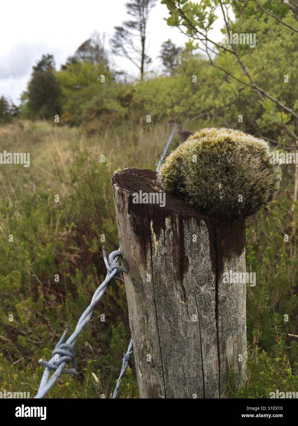 Moss on the fence hi-res stock photography and images - Alamy
