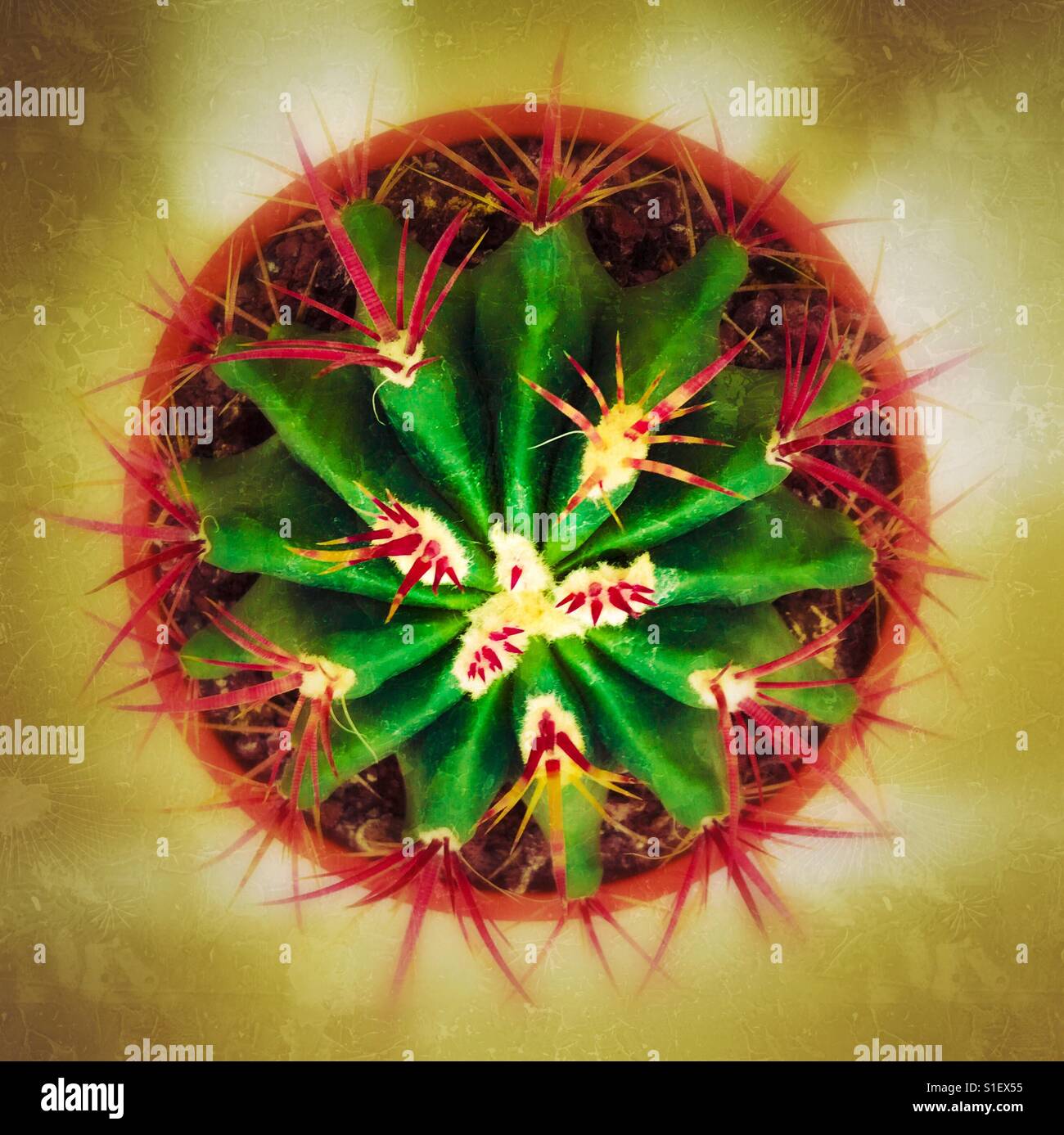 Cactus plant flower hi-res stock photography and images - Alamy
