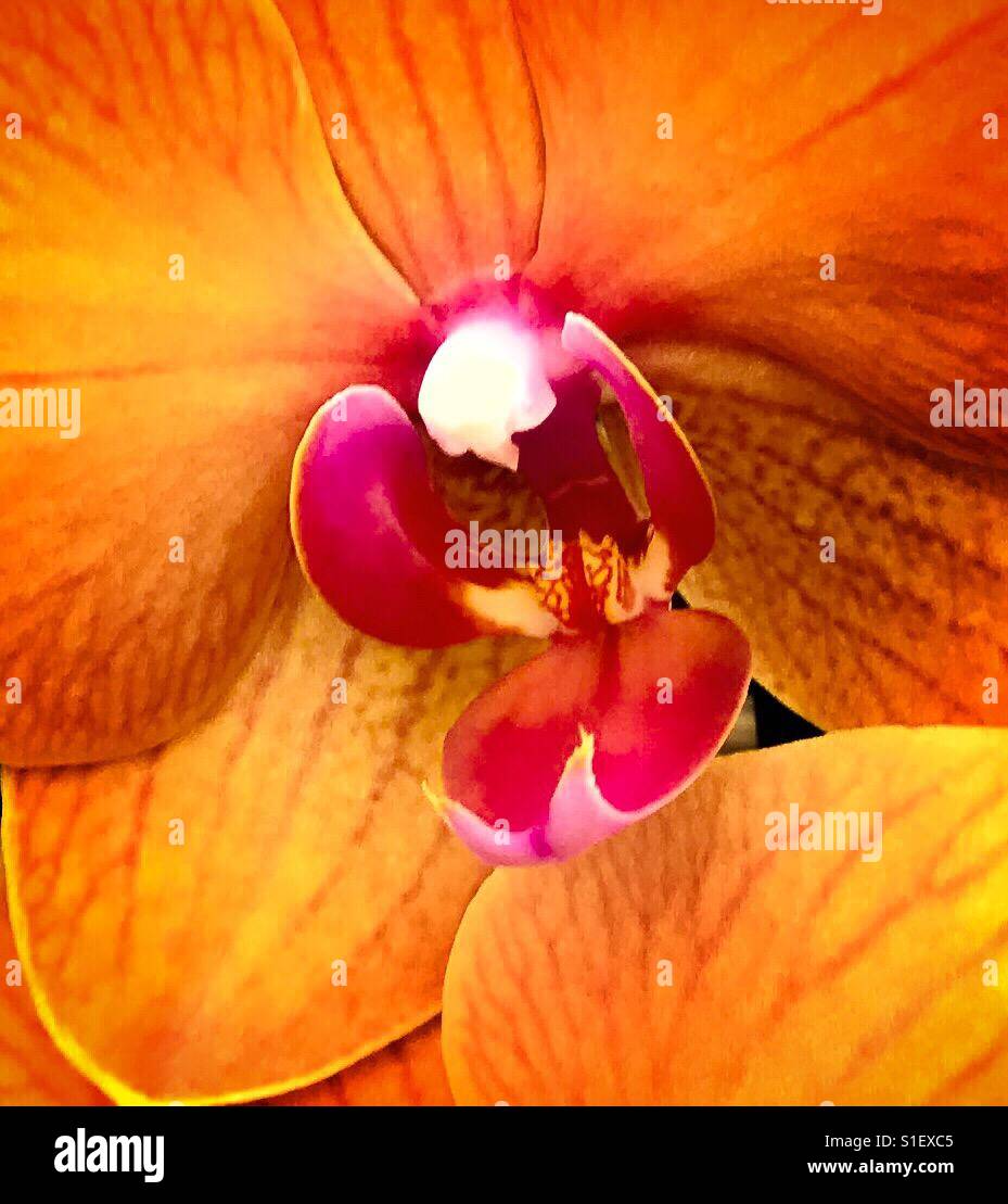 Orange Orchid close up Stock Photo - Alamy