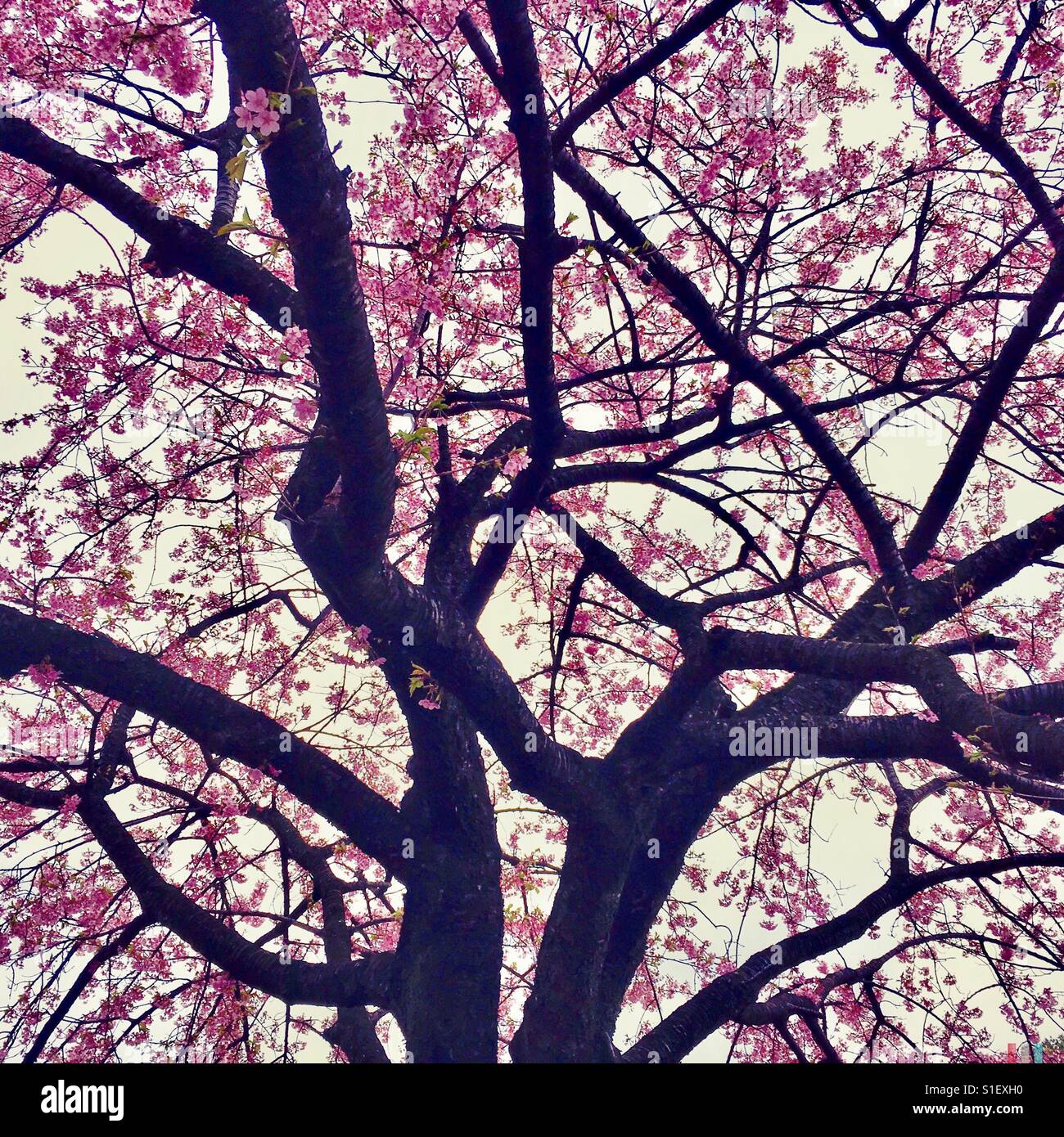 Early sakura hi-res stock photography and images - Alamy