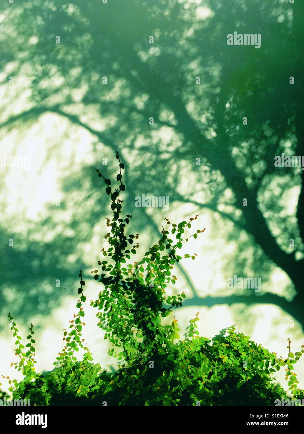 Shadow creeping hi-res stock photography and images - Alamy