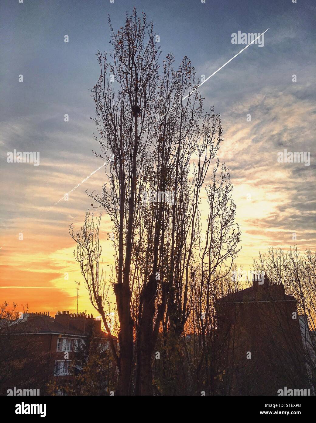 Tree and beautiful sunset Stock Photo - Alamy