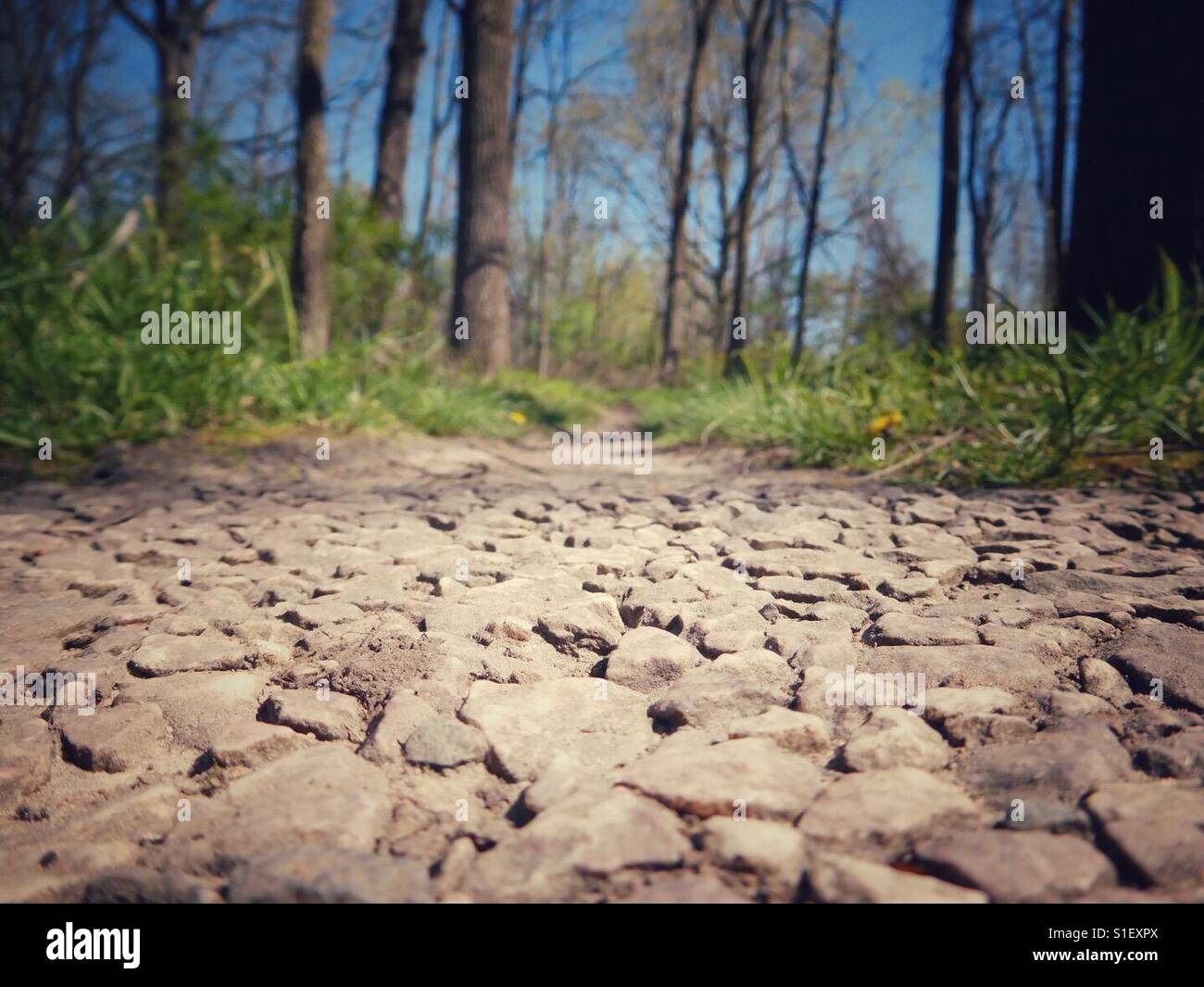 Rocky path in woods Stock Photo - Alamy