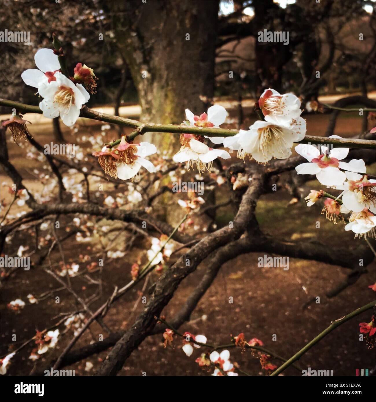Early sakura hi-res stock photography and images - Alamy
