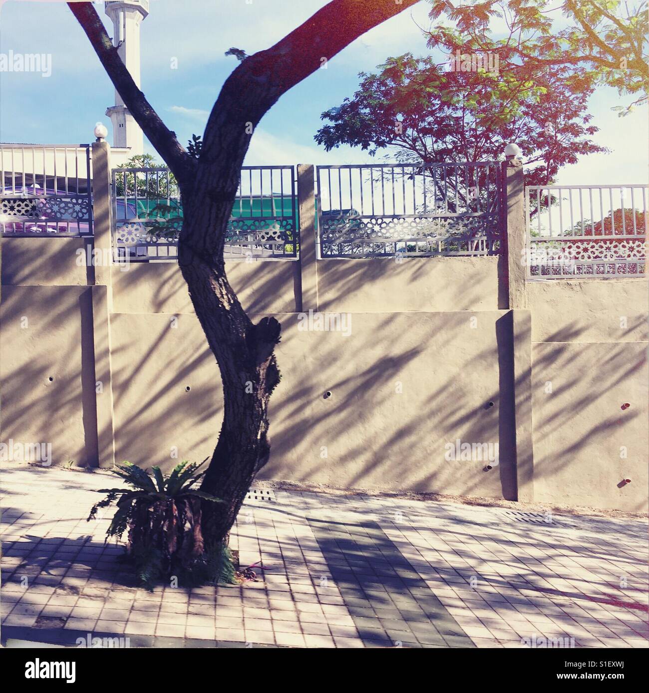 Tree cast shadow hi-res stock photography and images - Alamy