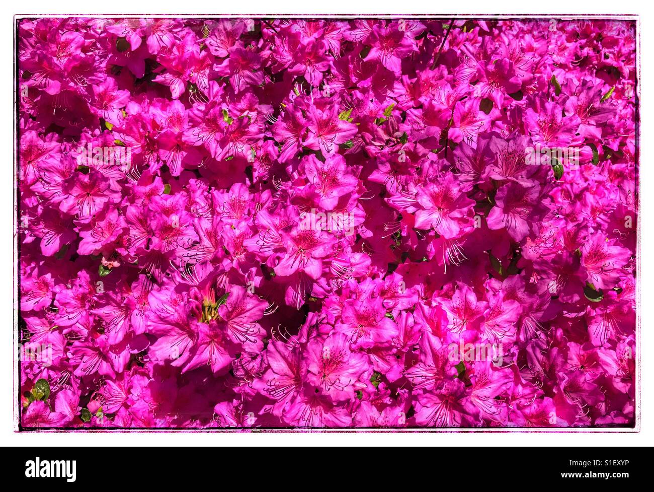Hot pink flowers hi-res stock photography and images - Alamy