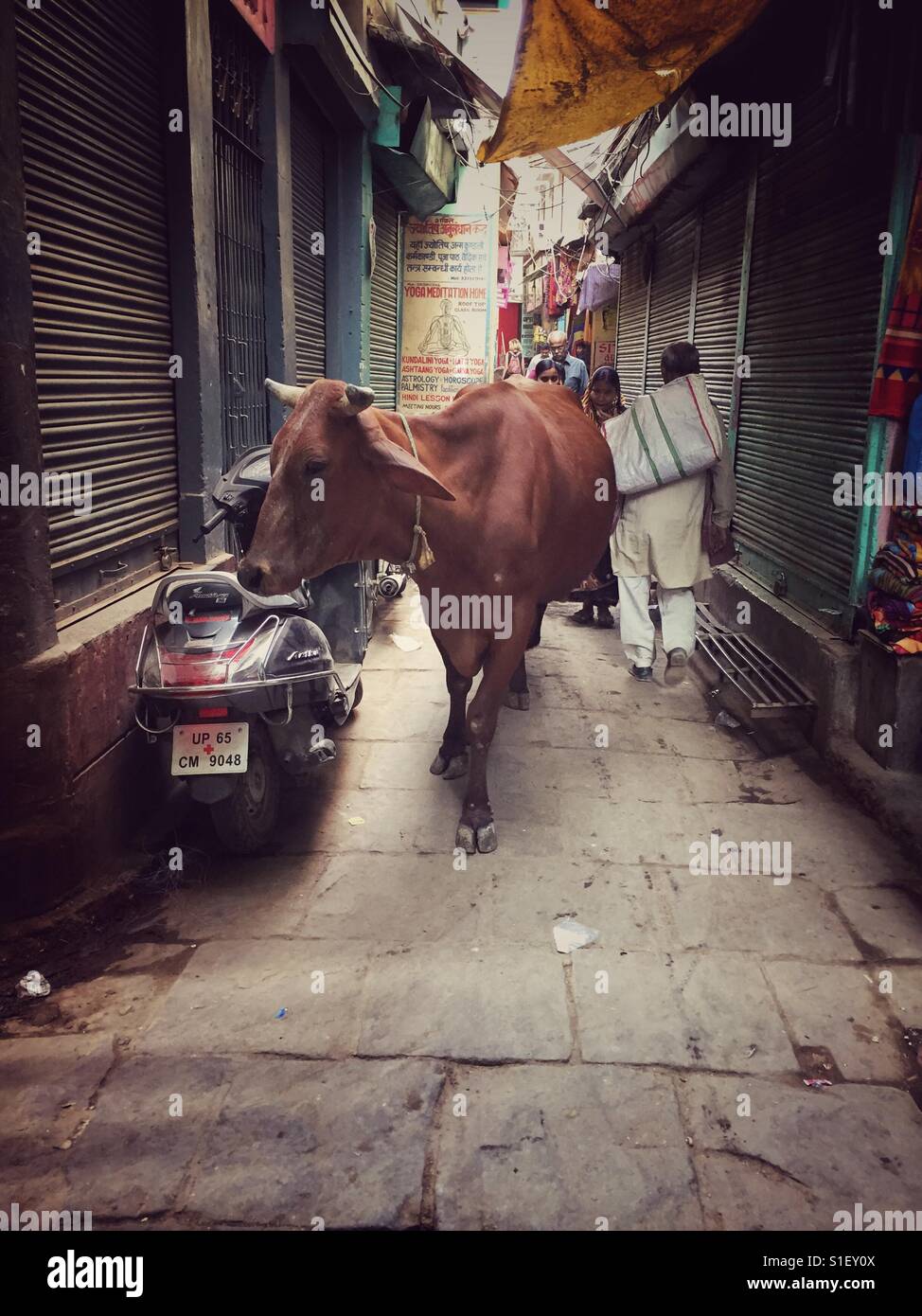 Cow in street hi-res stock photography and images - Alamy