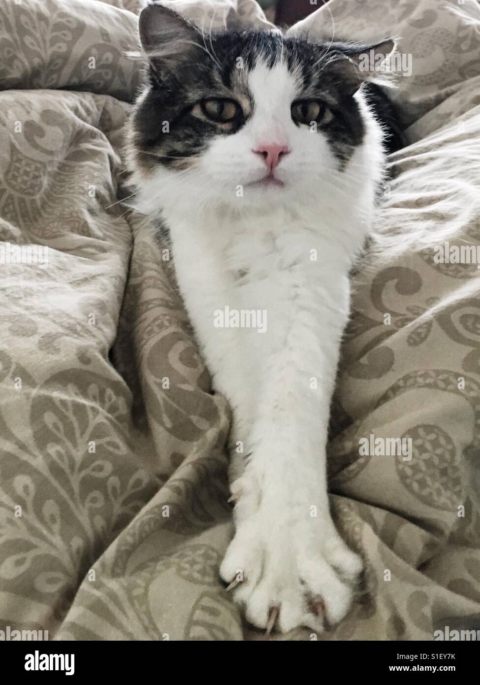 Relaxed cat hi-res stock photography and images - Alamy