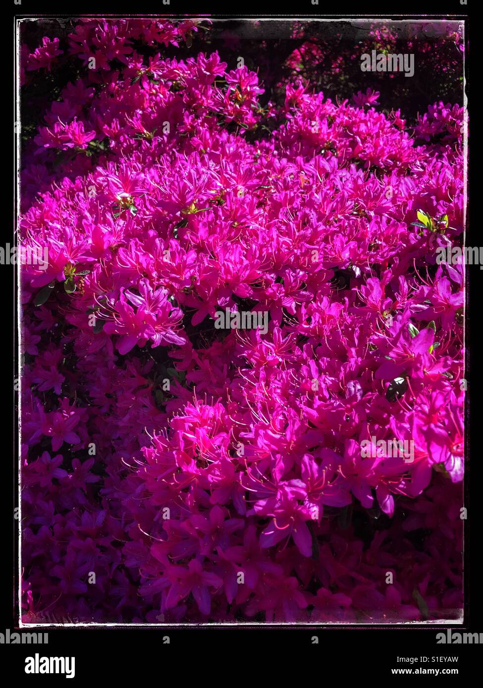 Beautiful bush of bright pink flowers Stock Photo - Alamy