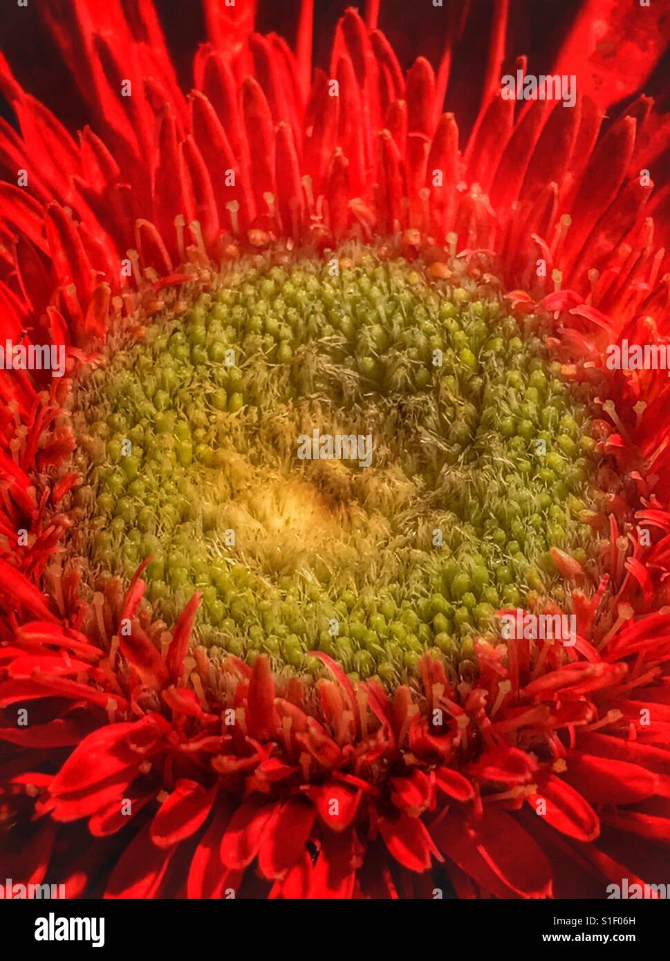 Gerbera daisy close up hi-res stock photography and images - Alamy