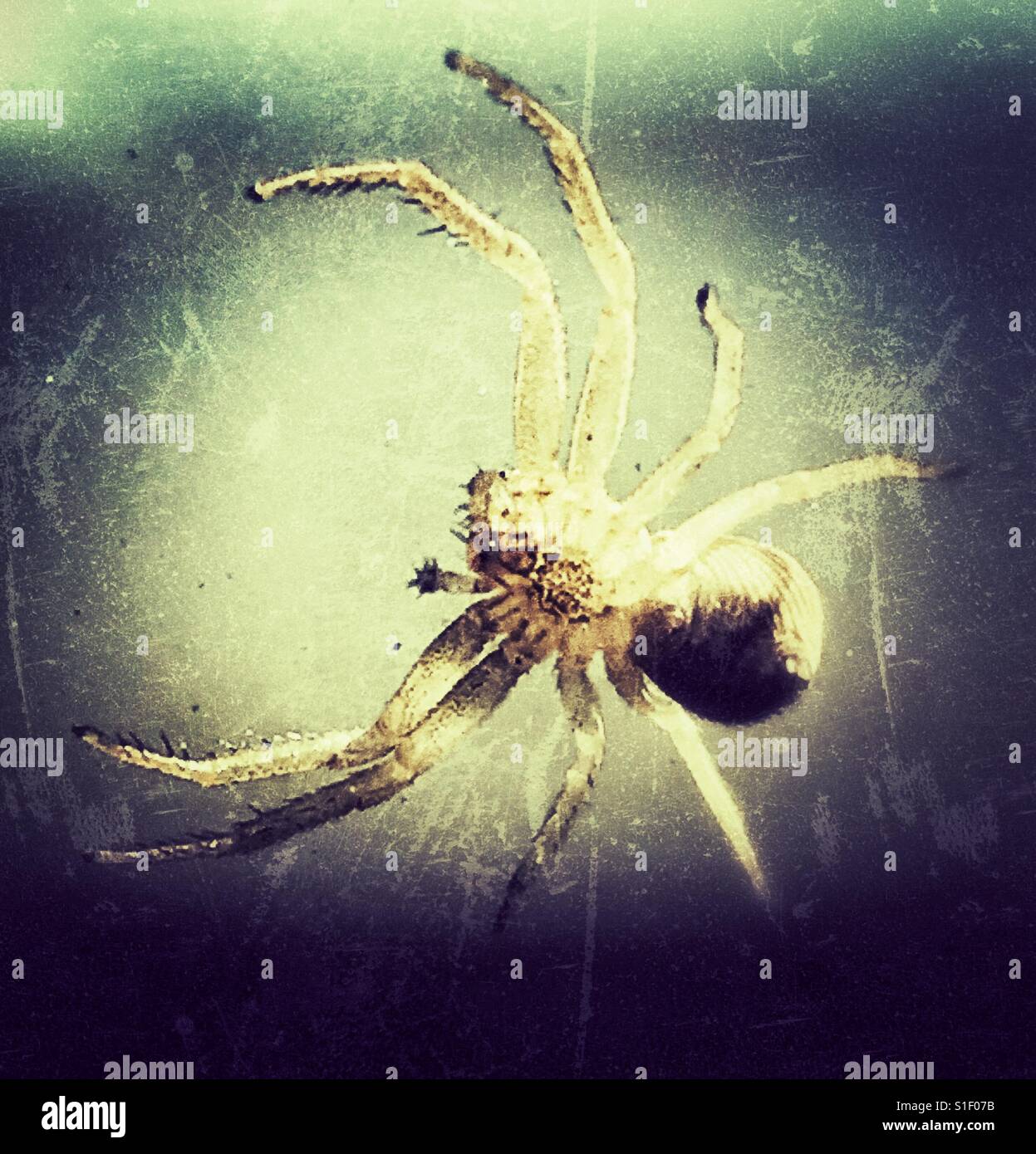 Spider on my window Stock Photo - Alamy