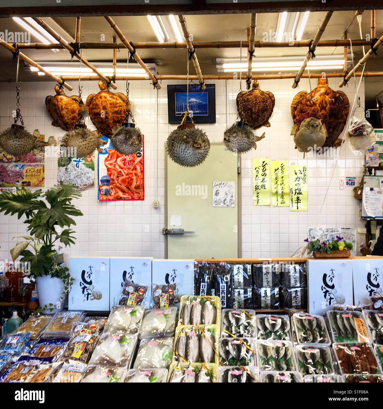 Japanese Blowfish Stock Photos & Japanese Blowfish Stock Images - Alamy