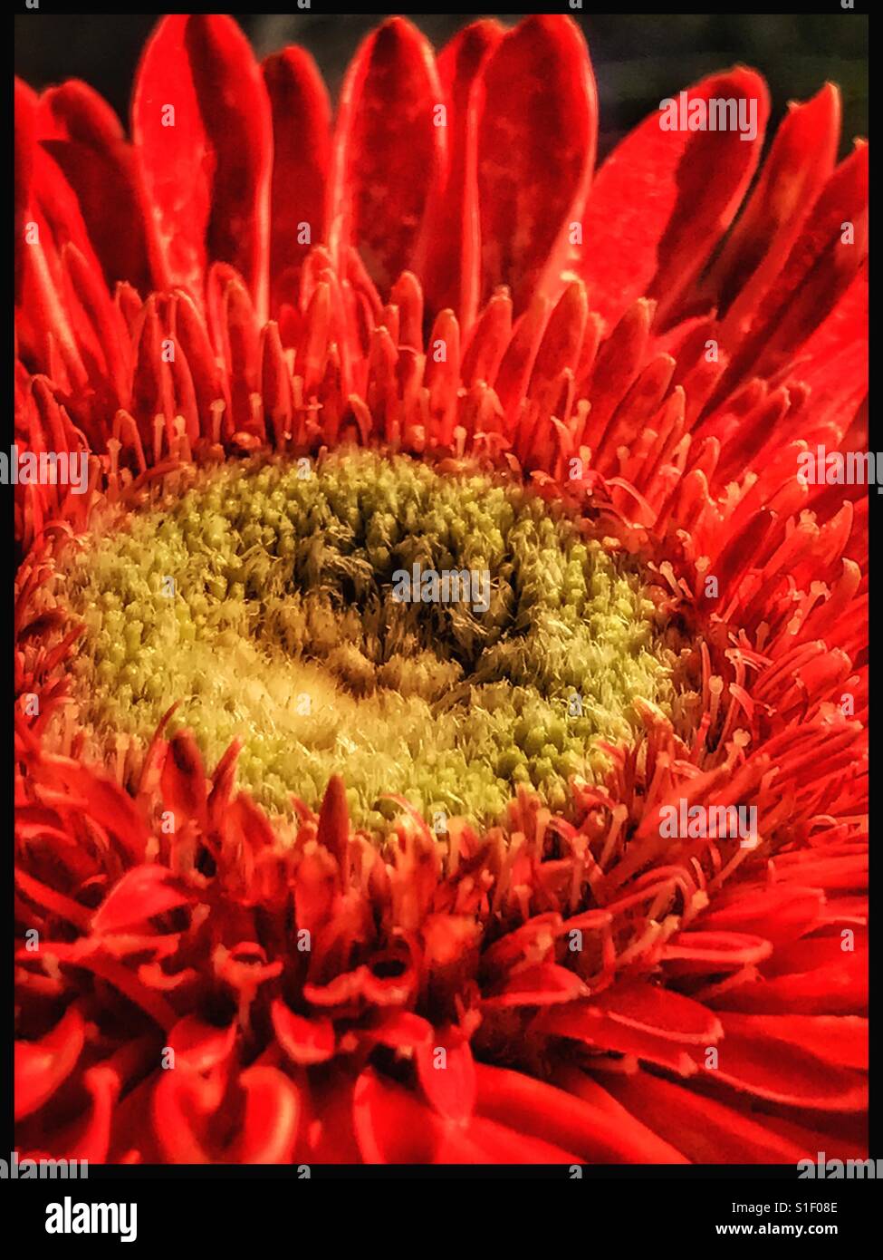 Gerber Daisy flower center close up, Gerbera jamisonii Stock Photo - Alamy