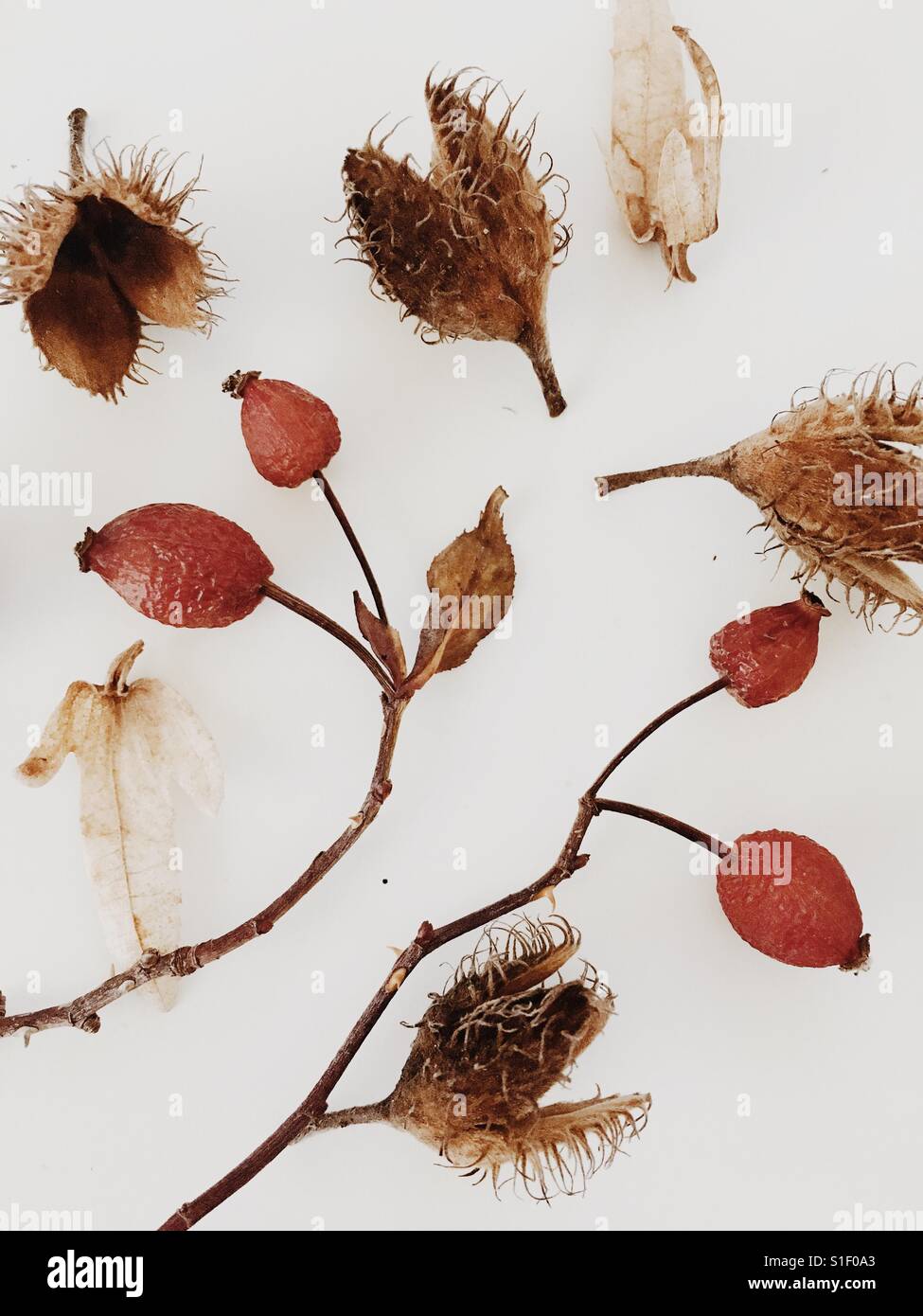 Curated hi-res stock photography and images - Alamy