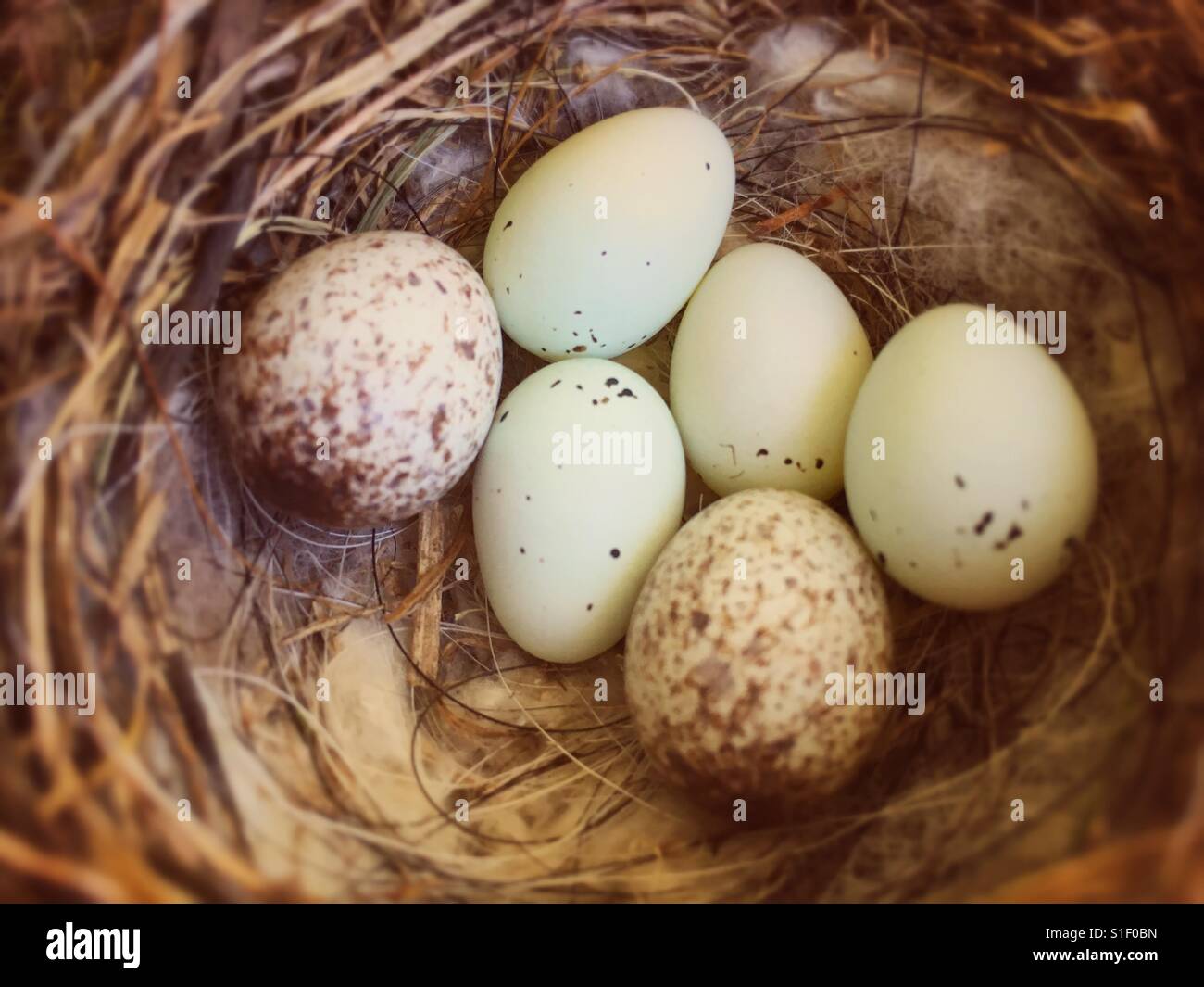 Speckled bird eggs hi-res stock photography and images - Alamy
