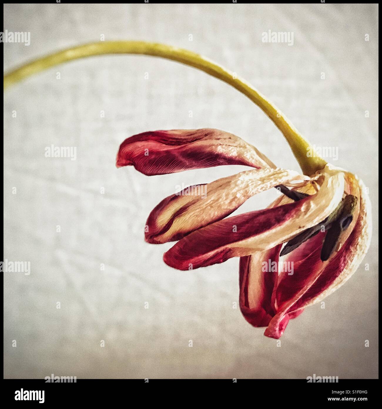 Out dry hi-res stock photography and images - Alamy