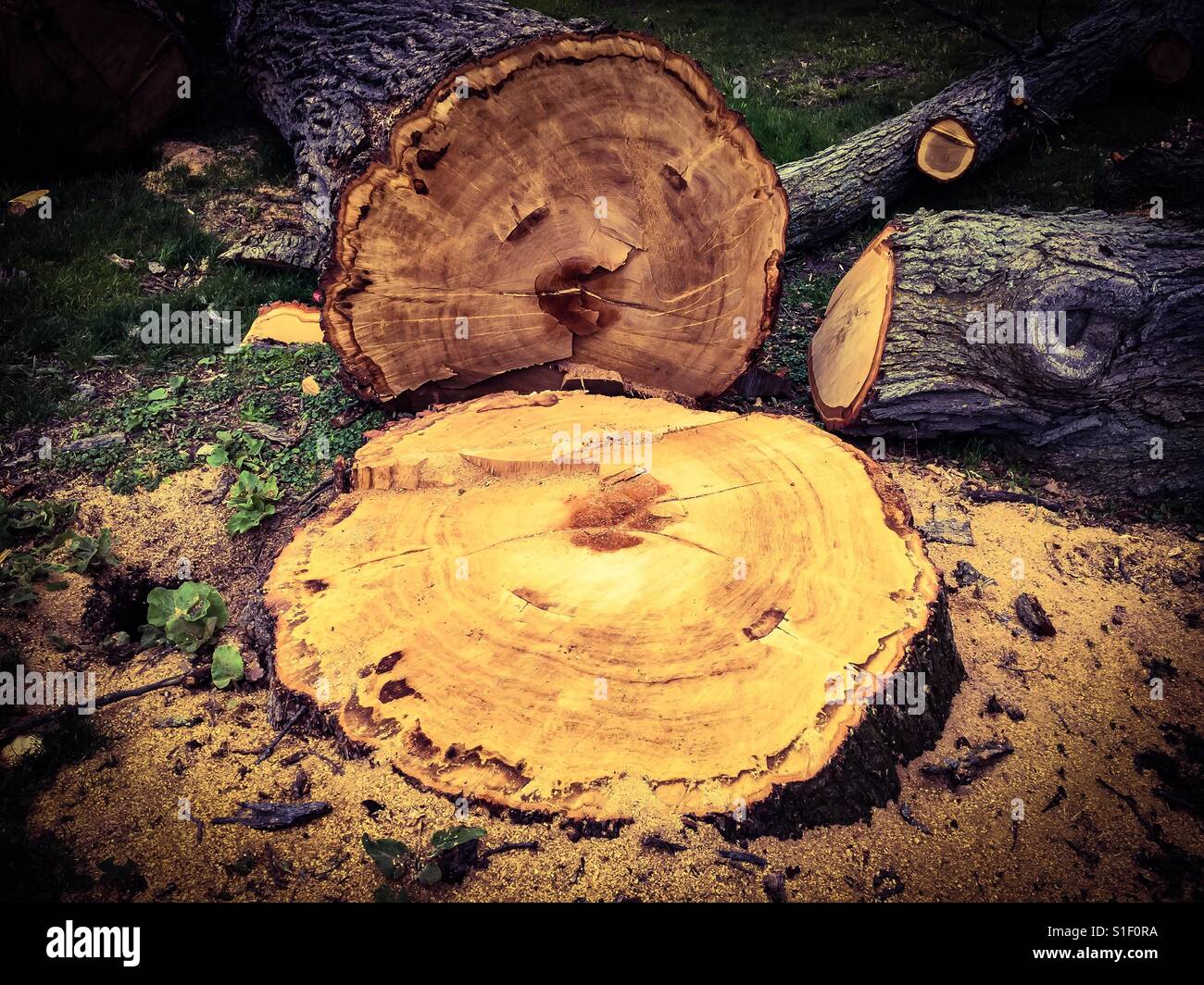 Big tree cut down Stock Photo - Alamy