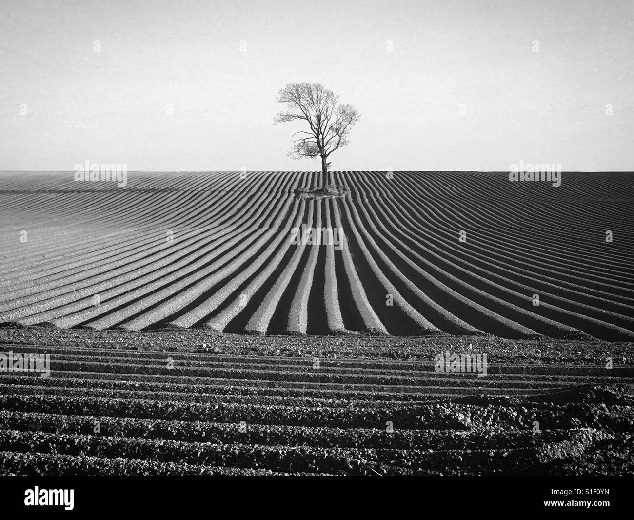 Bw tree hi-res stock photography and images - Alamy