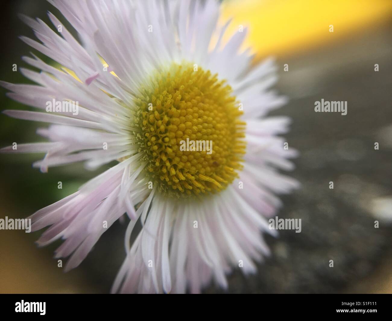 Flower wind hi-res stock photography and images - Alamy