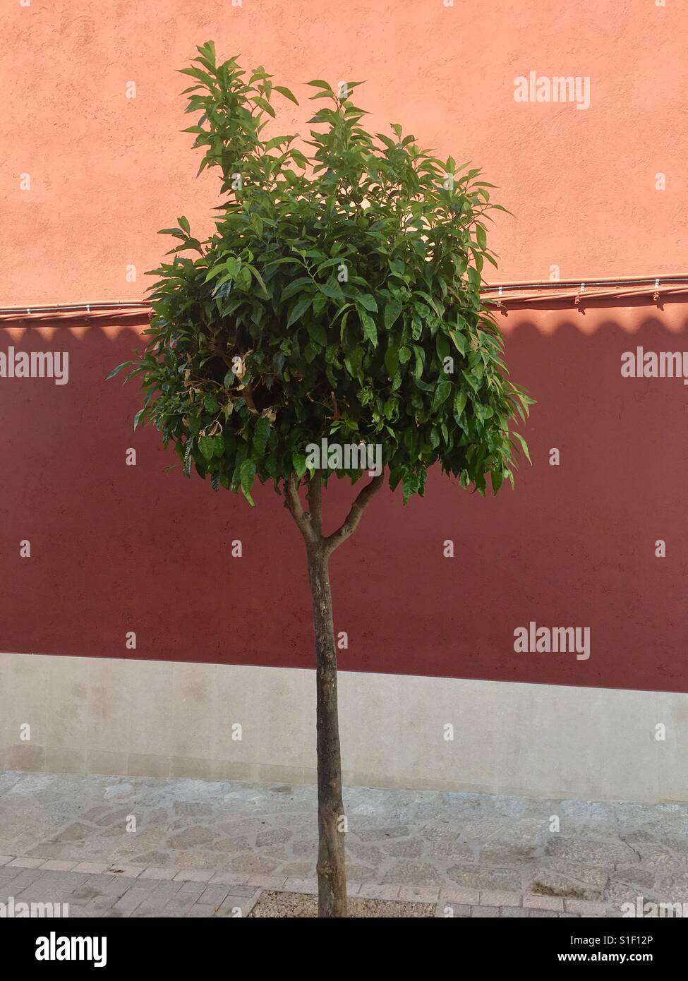A tree against three-coloured wall Stock Photo - Alamy