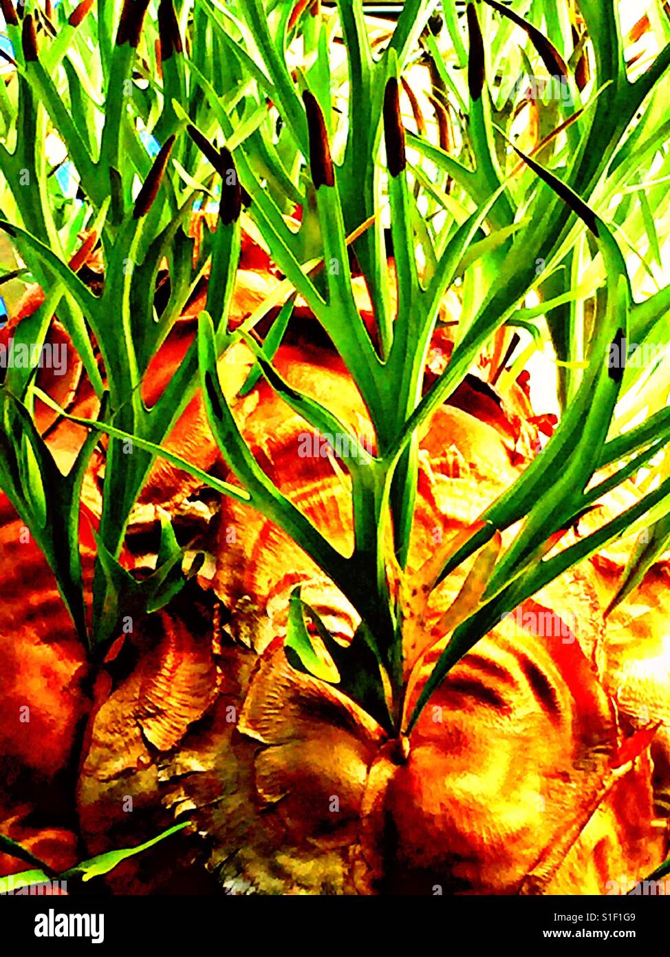 Polypod Fern High Resolution Stock Photography and Images - Alamy