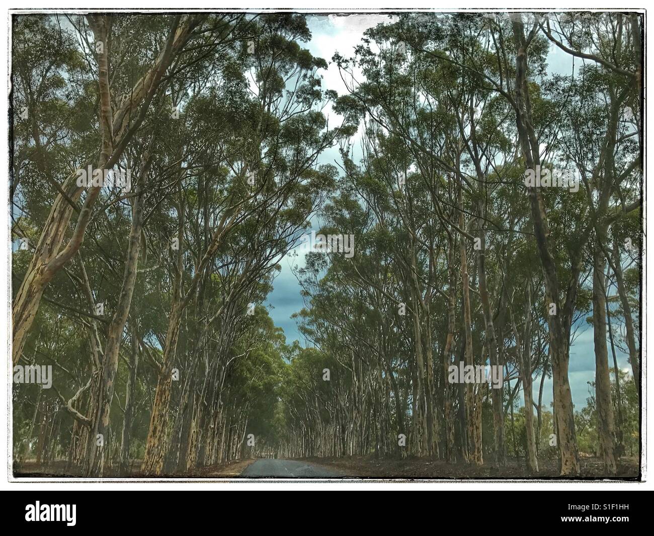 Tree lined lane, Boland, South Africa Stock Photo - Alamy