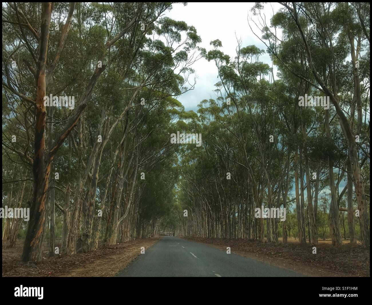Tree lined lane, Boland, South Africa Stock Photo - Alamy