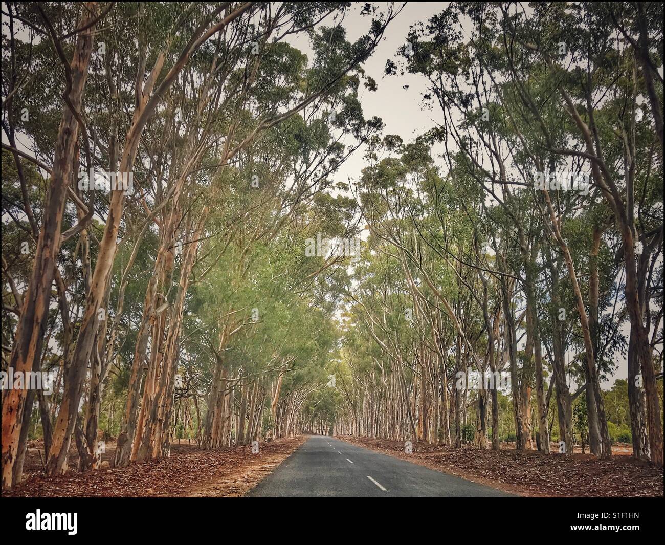 Tree lined lane, Boland, South Africa Stock Photo - Alamy