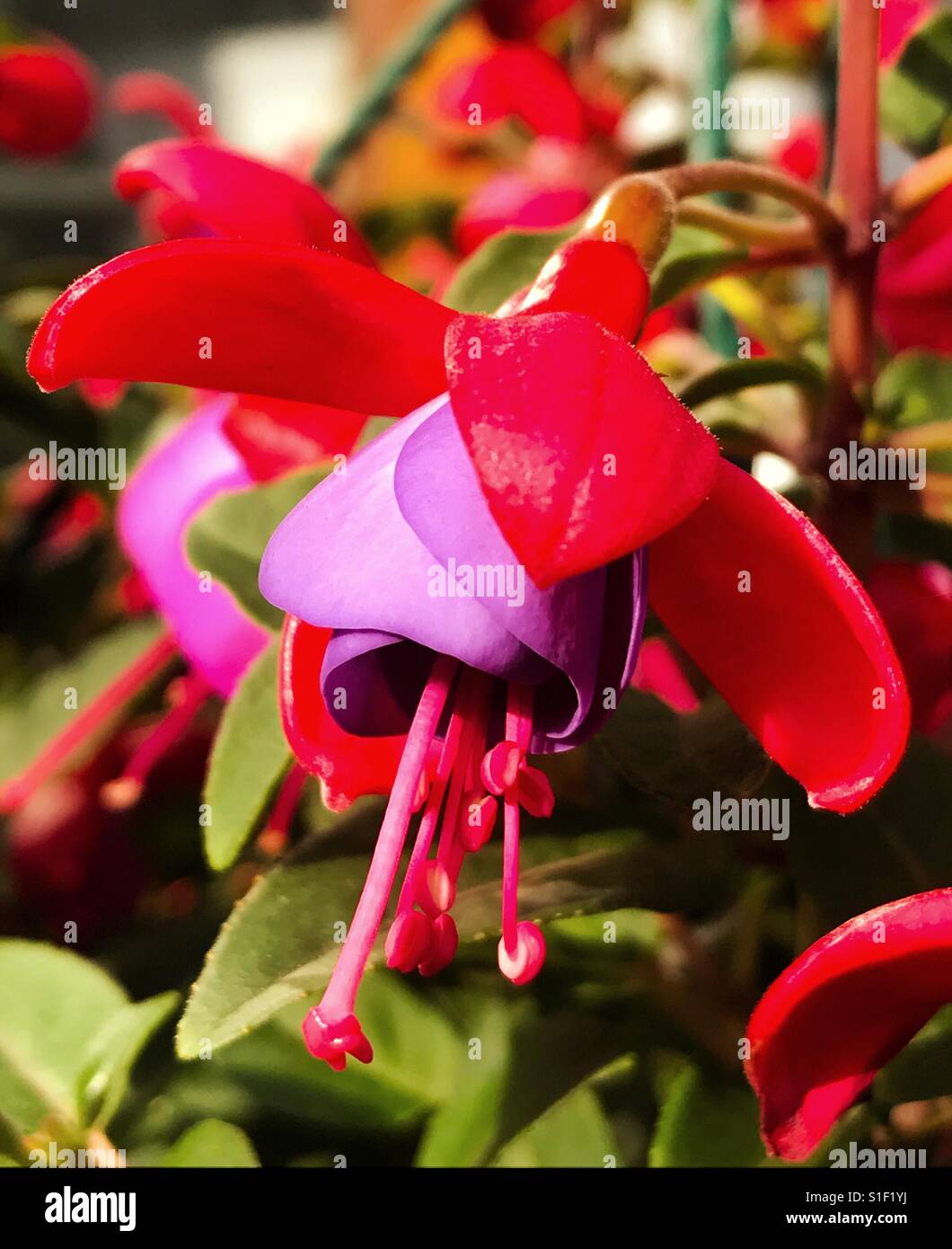 Fuschia hi-res stock photography and images - Alamy
