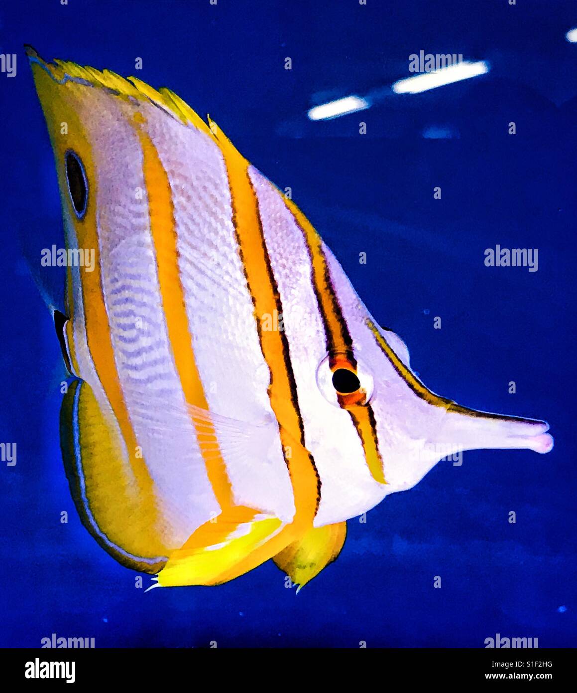 Vibrant fish hi-res stock photography and images - Alamy