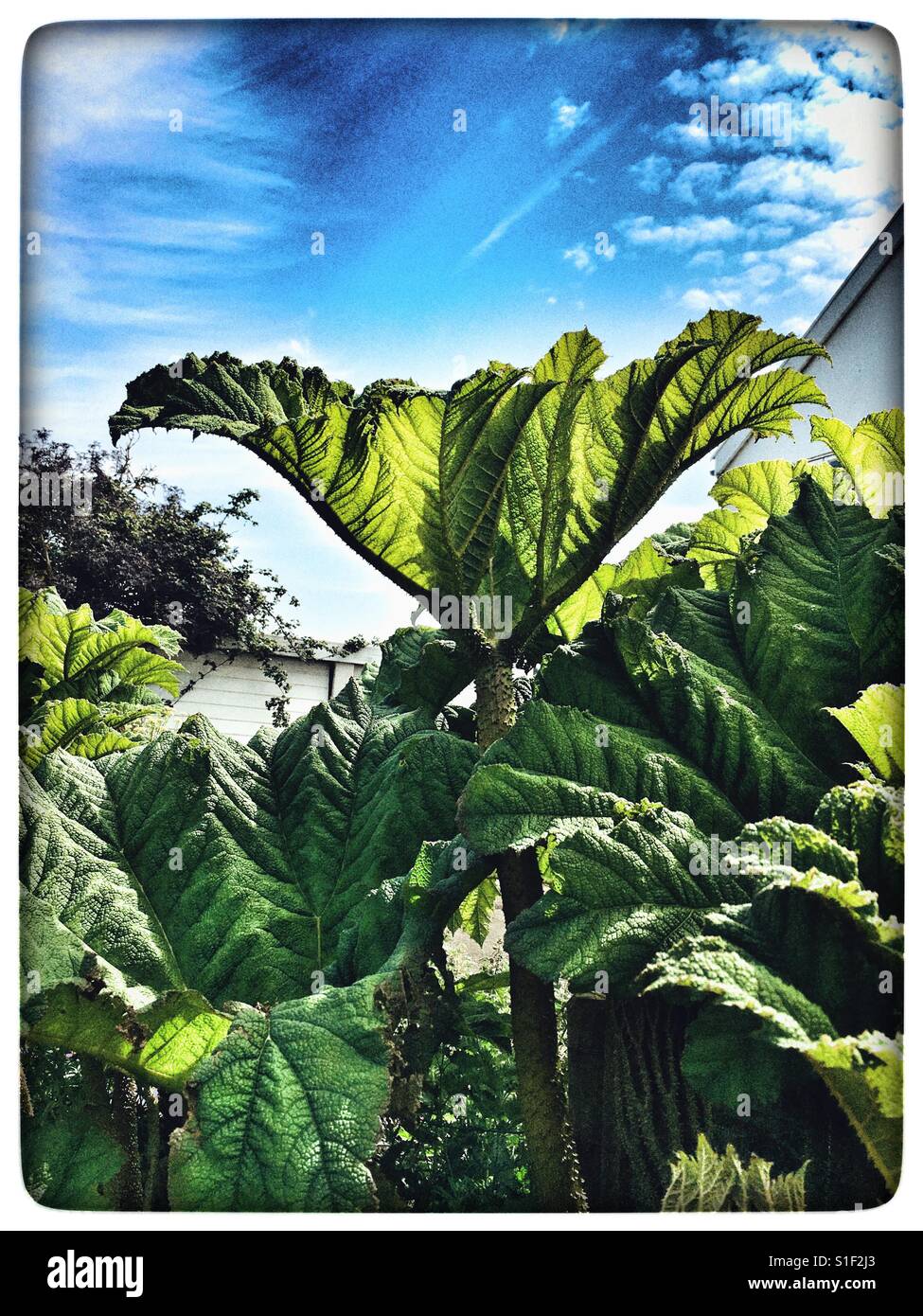 Gunnera chilean rhubarb hi-res stock photography and images - Alamy