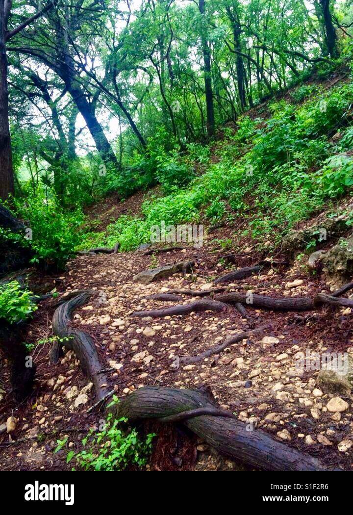Forest path after rain Stock Photo - Alamy