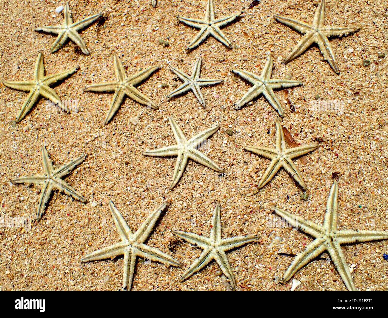 Philippines sea star starfish hi-res stock photography and images - Alamy