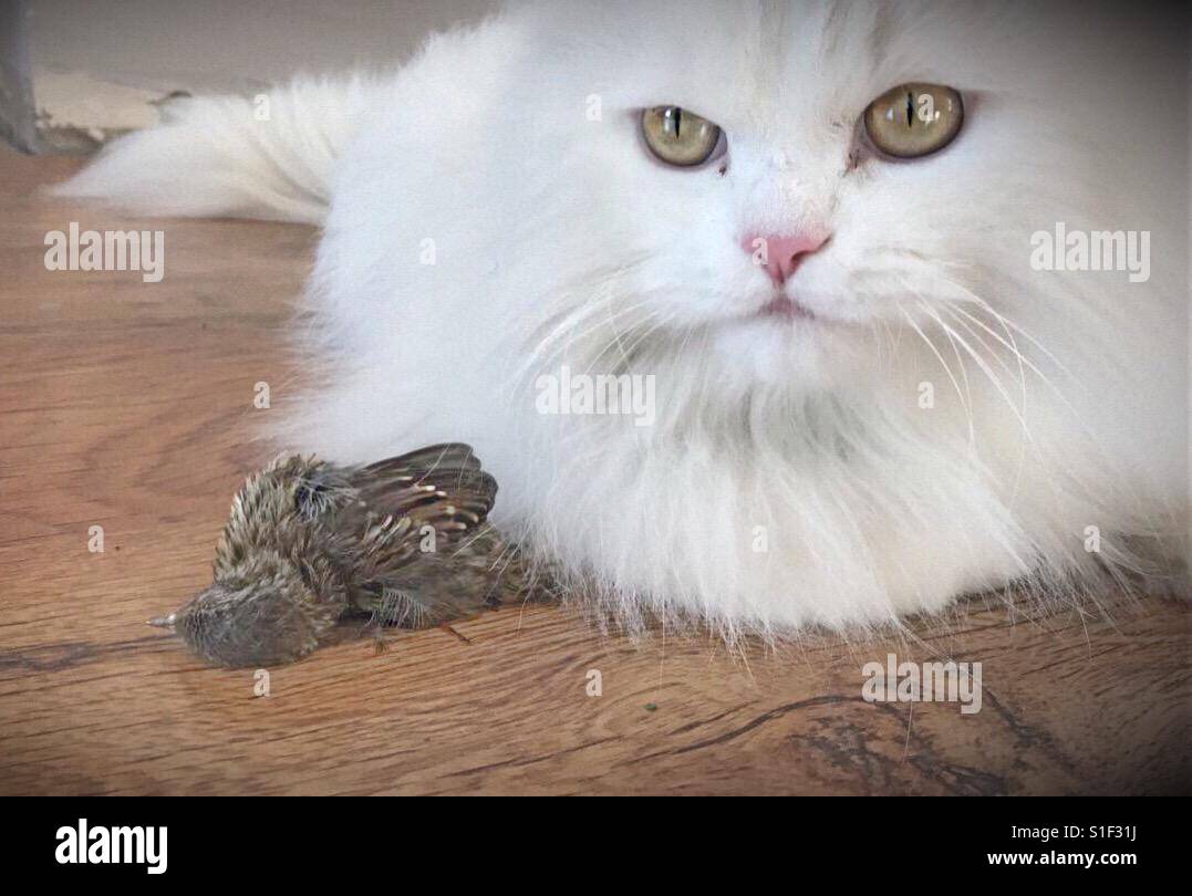 Dead baby bird hi-res stock photography and images - Alamy