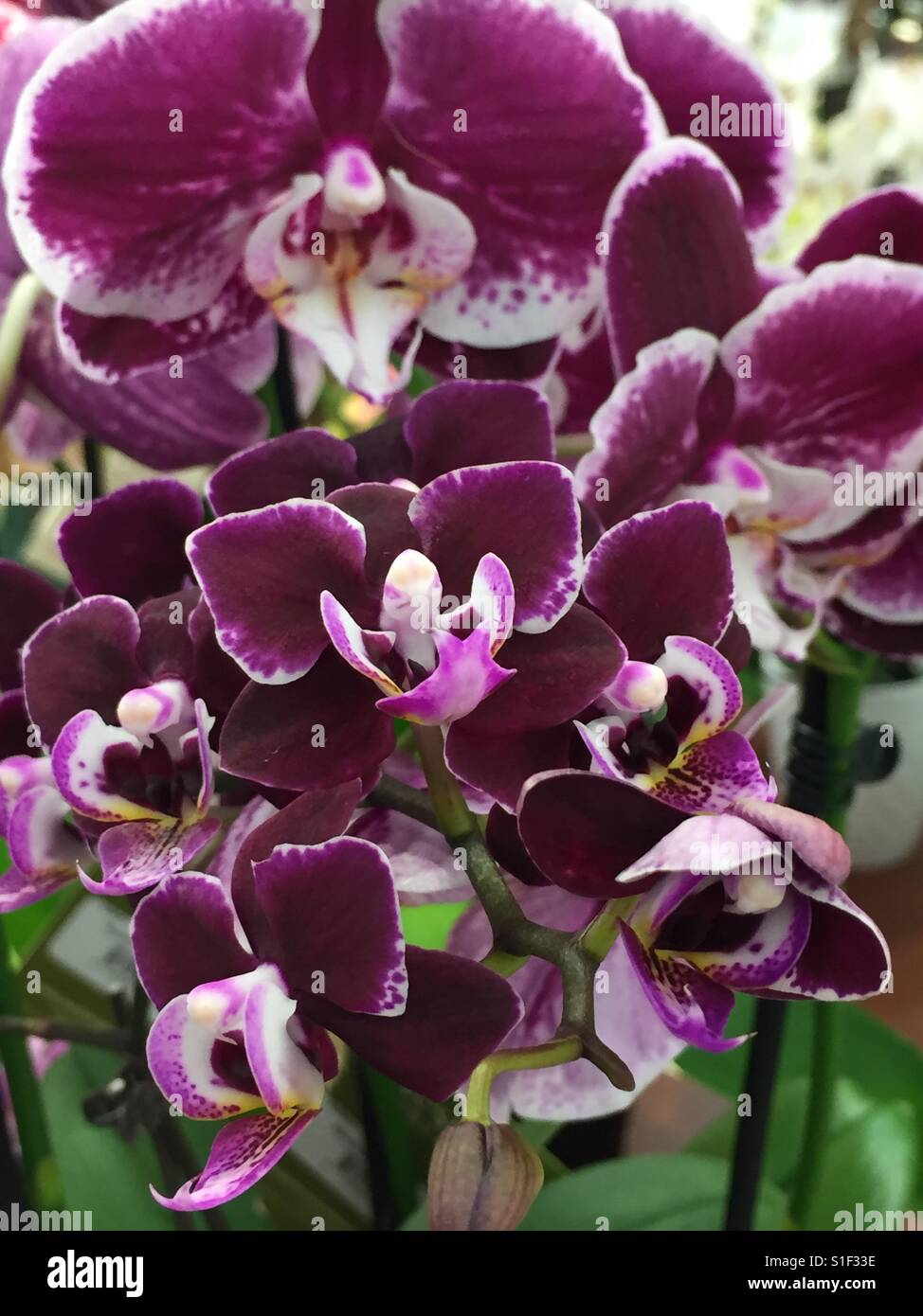 Miniature Purple Orchids Stock Photo - Alamy