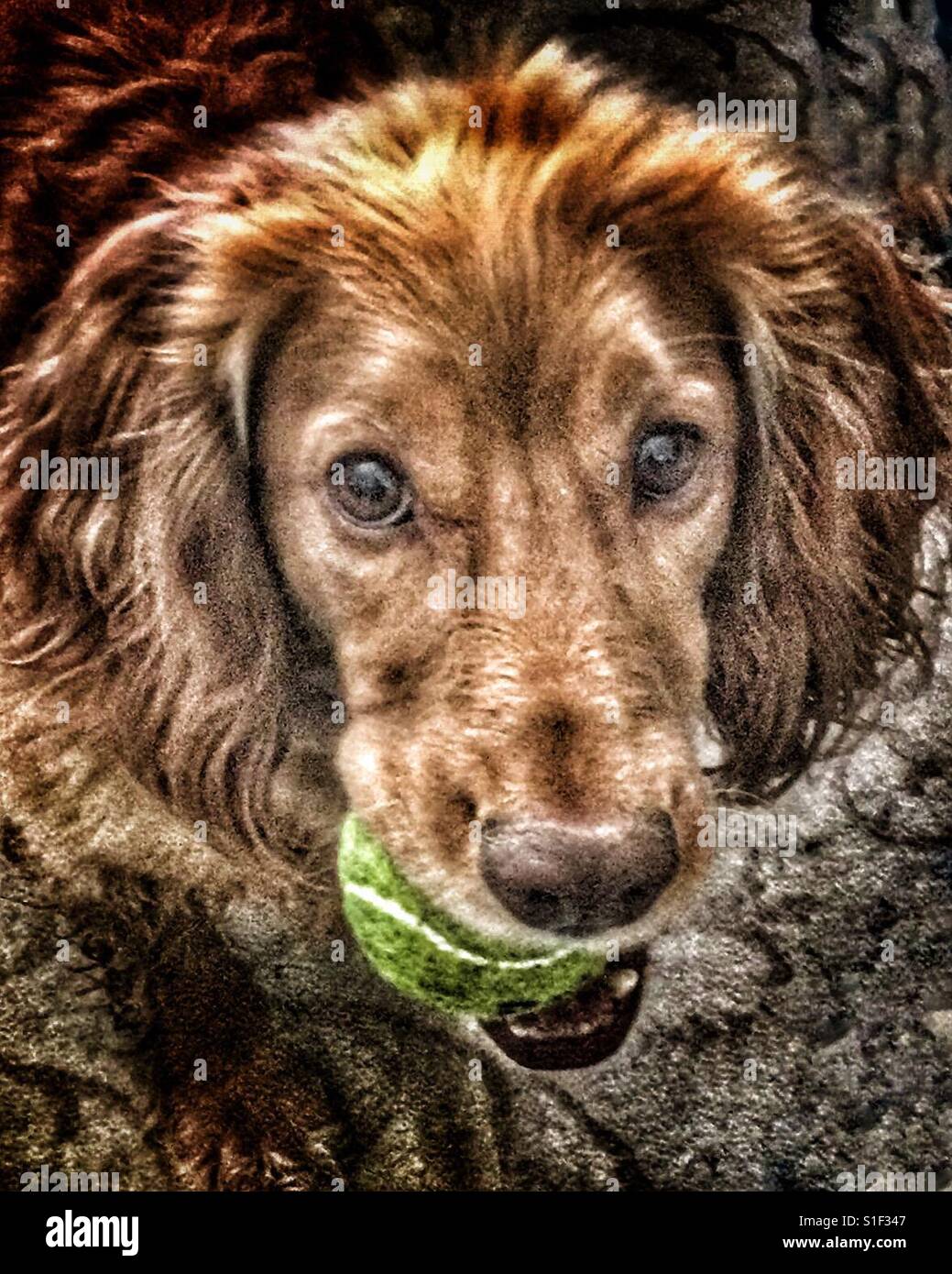 The balls mine! Game on for a working cocker spaniel Stock Photo - Alamy