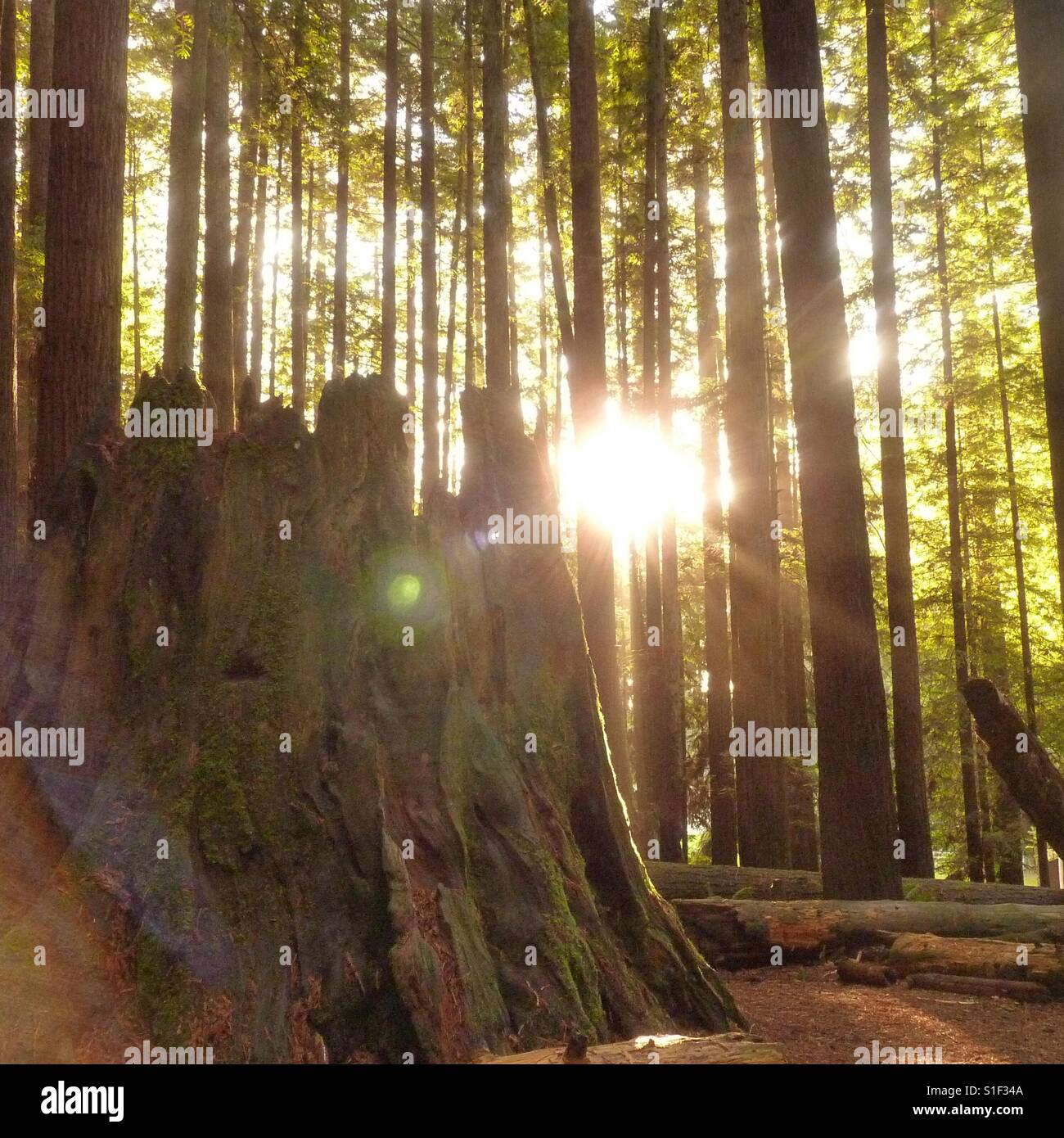 Sunset in the redwoods in arcata Stock Photo - Alamy