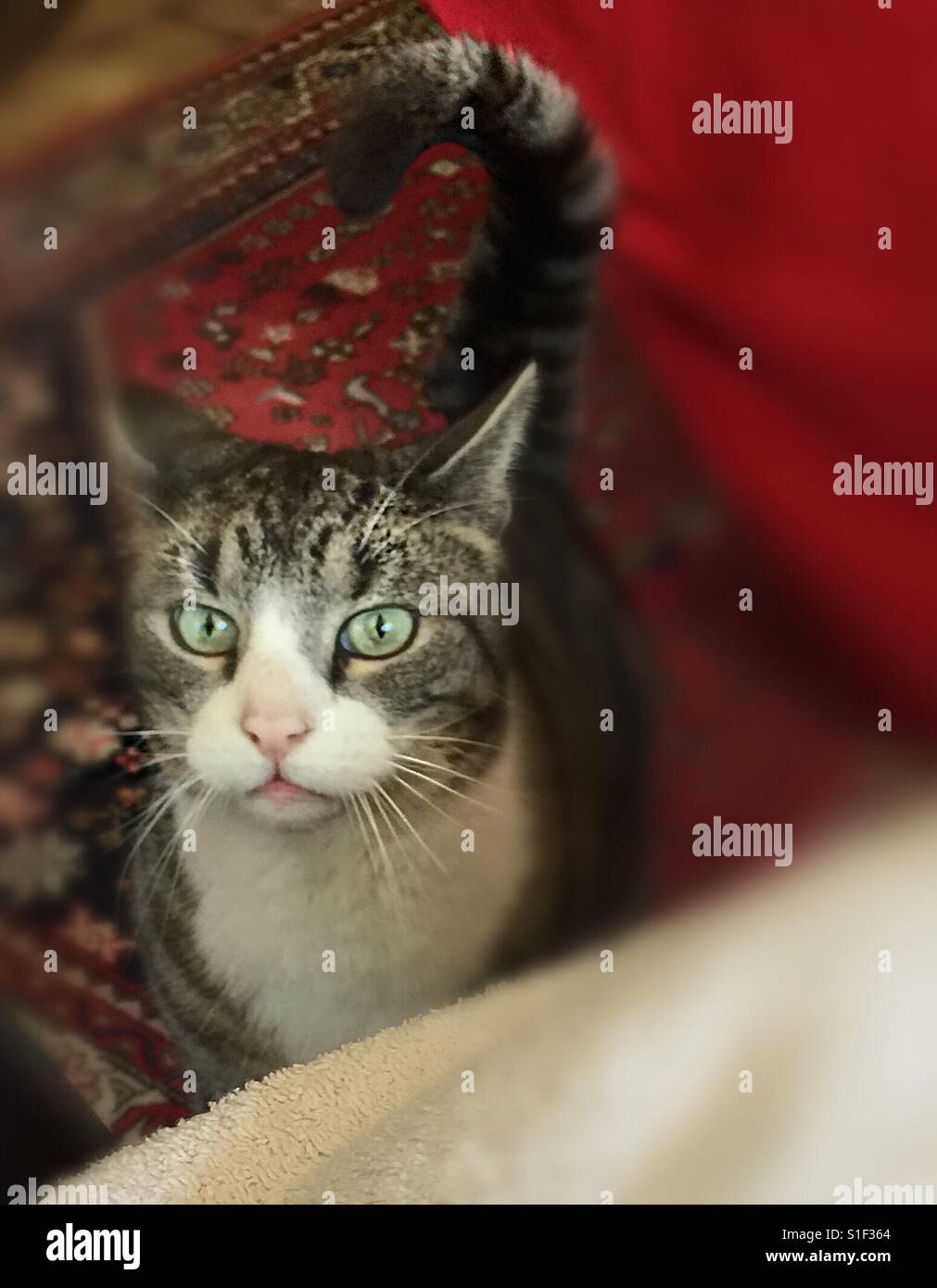 The cat..I WILL..! Stock Photo - Alamy