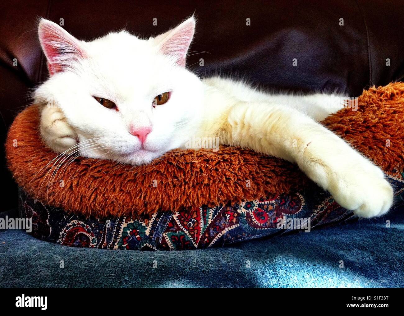 Lounging cat hi-res stock photography and images - Alamy