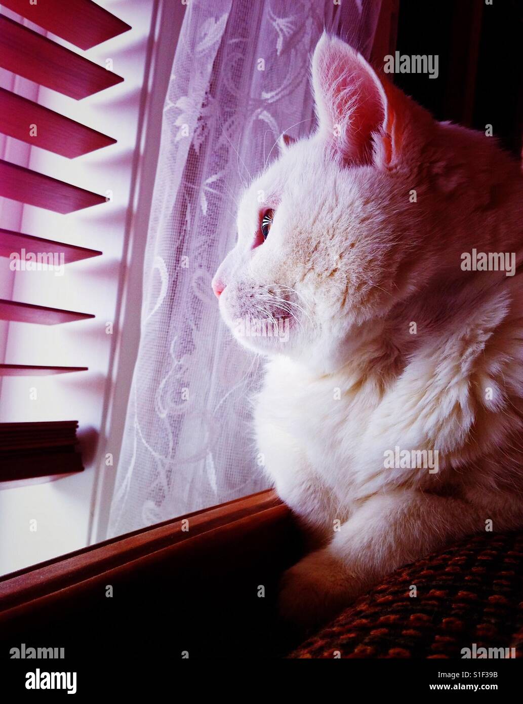 Lounging cat hi-res stock photography and images - Alamy
