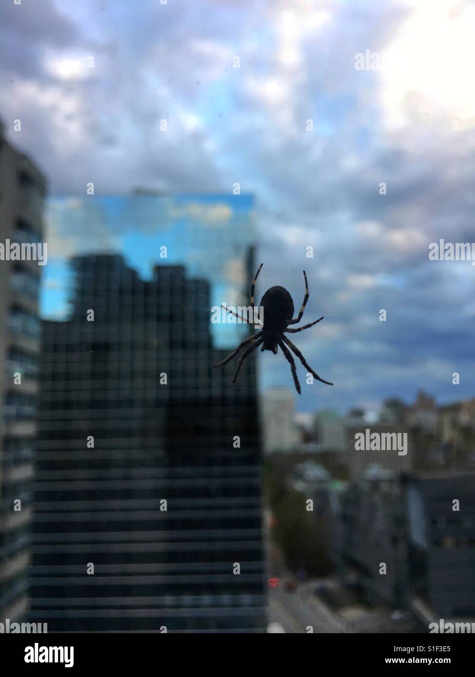 Spider with a city skyline and a blue sky behind Stock Photo - Alamy