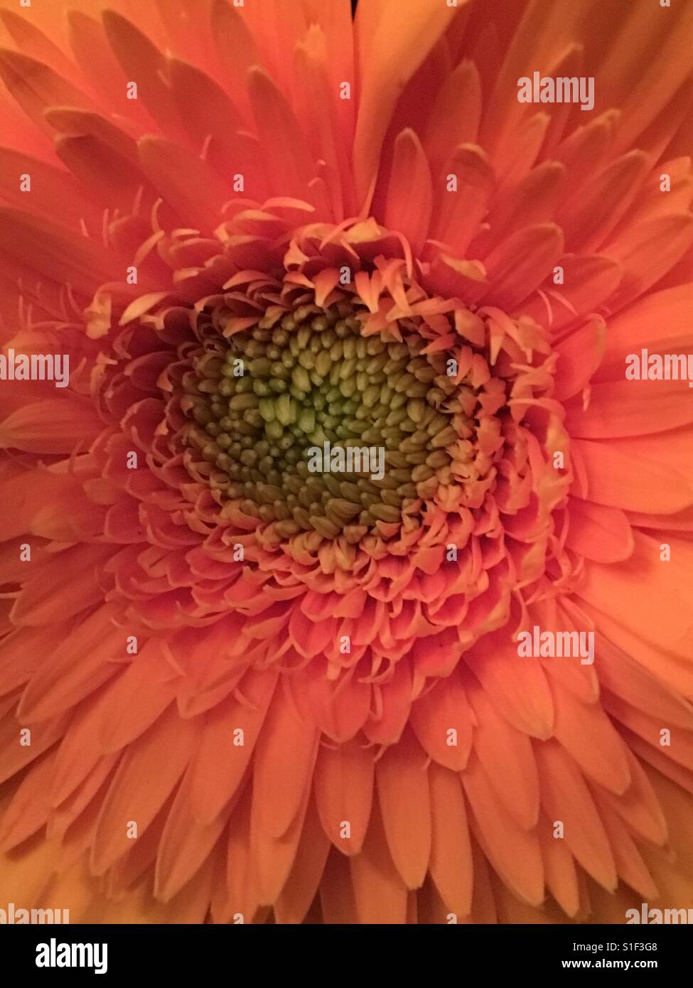 Double daisy hi-res stock photography and images - Alamy