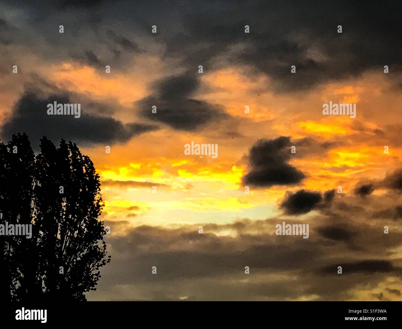 Rain against tree hi-res stock photography and images - Alamy