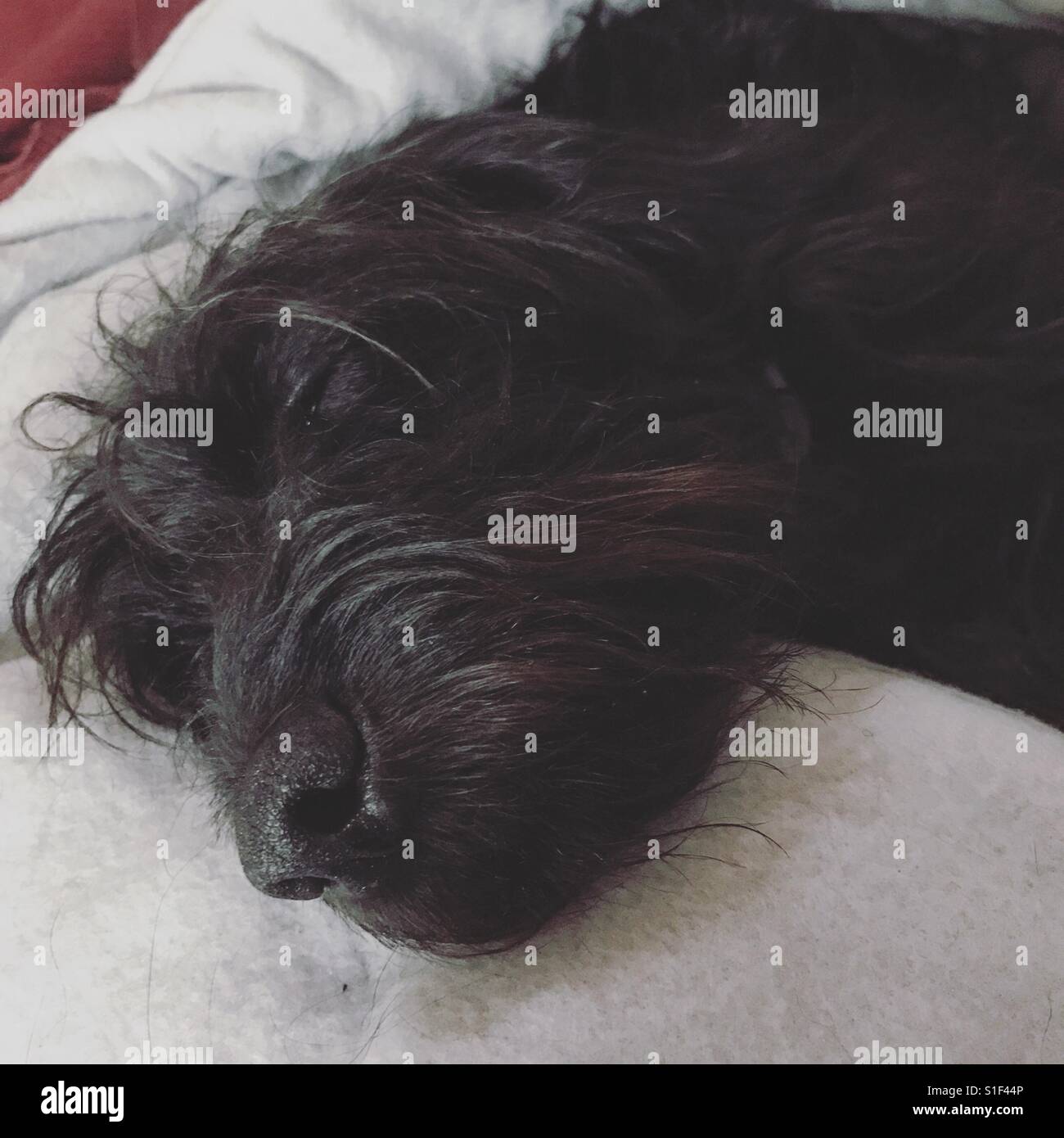 Nap eyes hi-res stock photography and images - Alamy