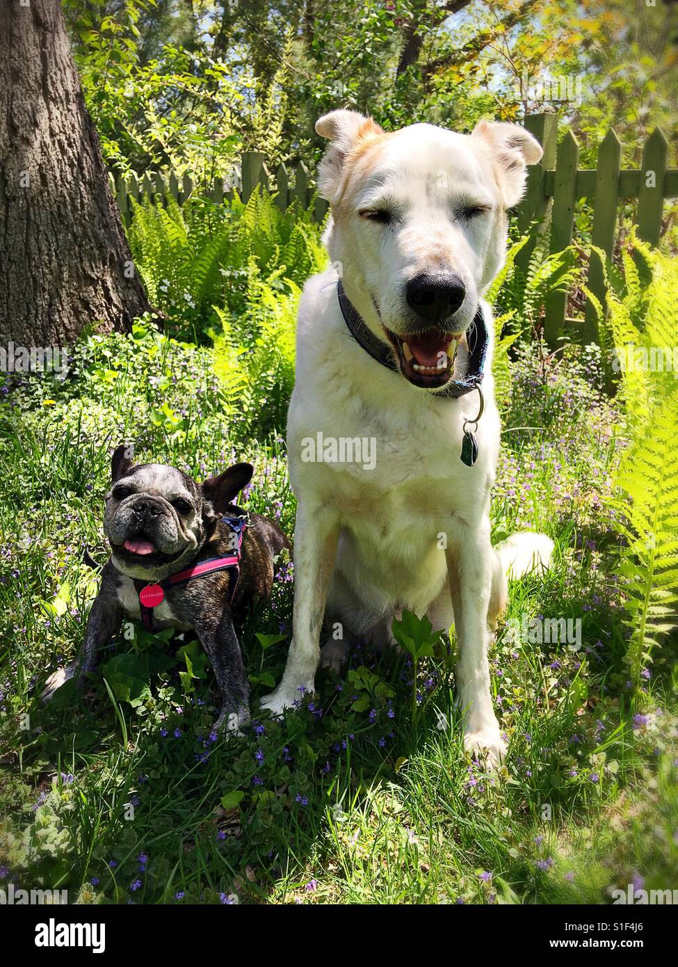 Two smiling dogs Stock Photo - Alamy