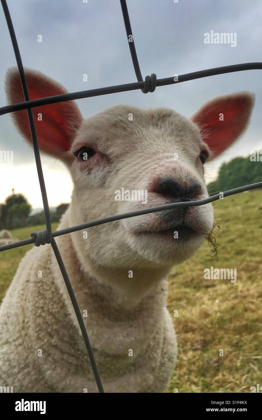 A lamb looking through a wire fence Stock Photo - Alamy